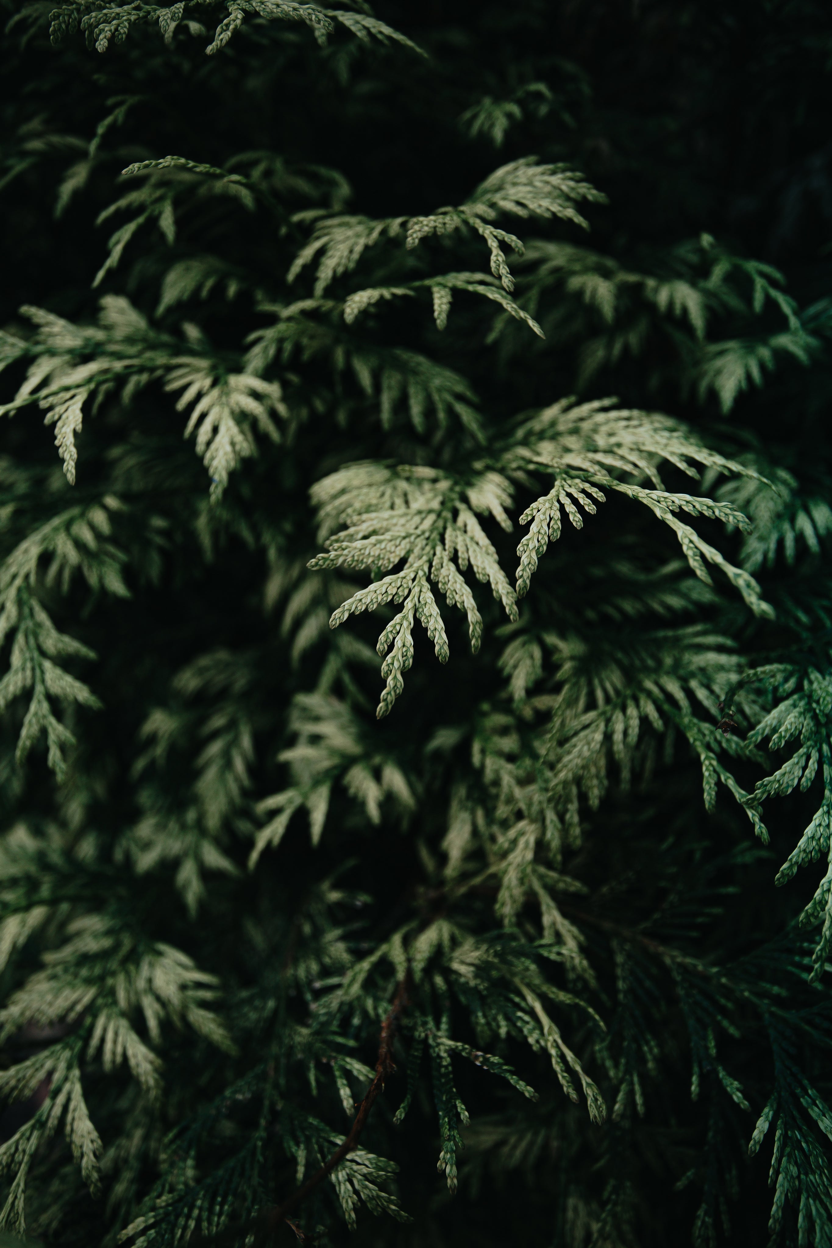 The Cedar Collection Lookbook - S. Howell Studios